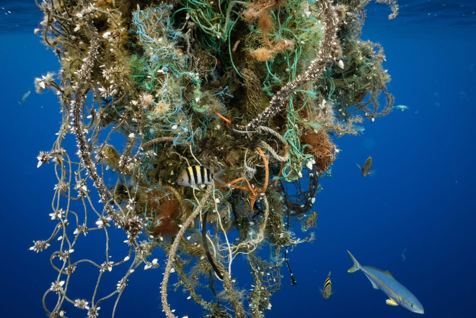 Great Pacific Garbage Patch Fish
